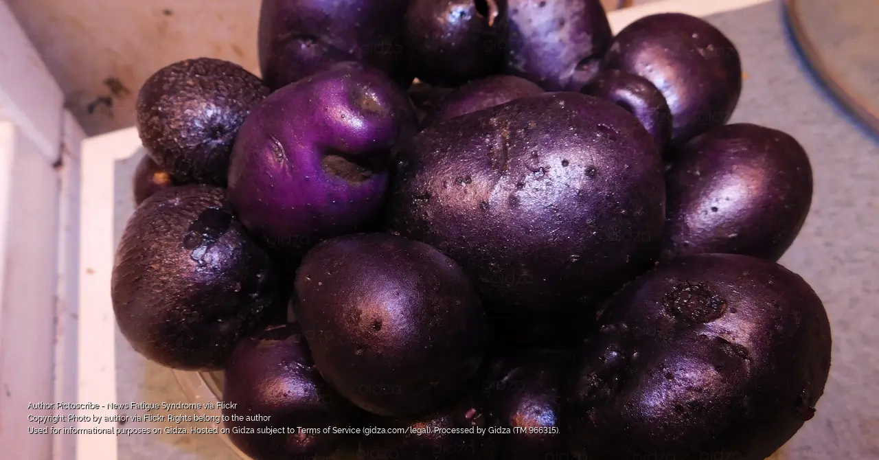 The Potato capital of the world: A Traveler’s Review by @marinagolub ...